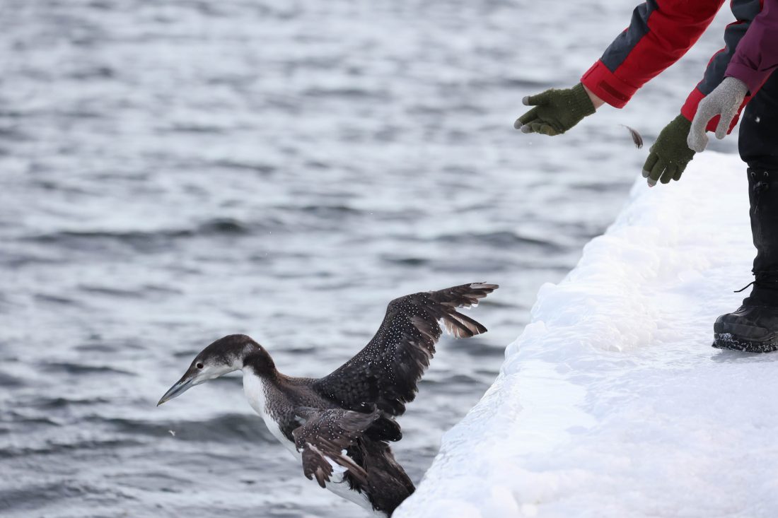 Ice anglers save three loons from Lake George | News, Sports, Jobs ...